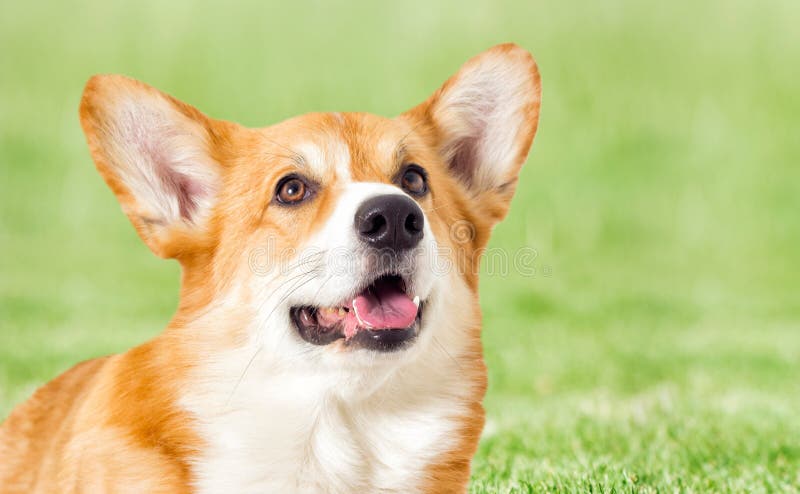 Dog on the green grass stock image. Image of young, animals - 89582605