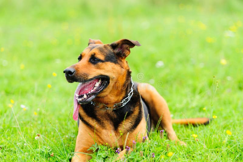 Dog on the green grass stock photo. Image of doggy, playful - 39778680