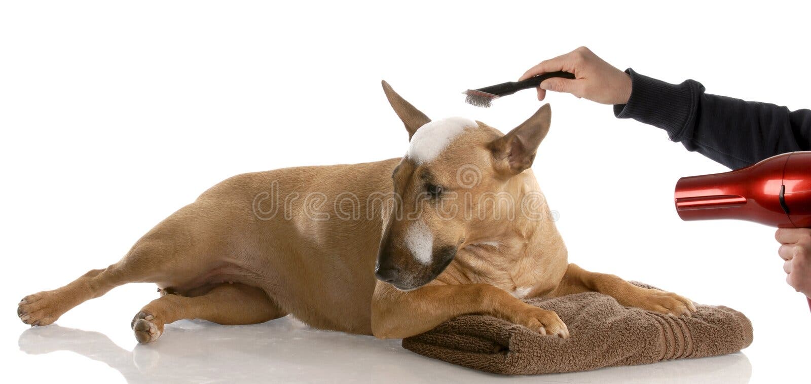 Dog grooming stock image. Image of pedigree, domestic - 11176943