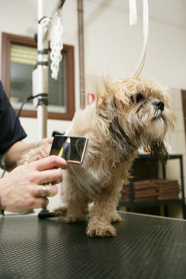 Dog grooming stock photo. Image of scissors, soap, canine - 19056980