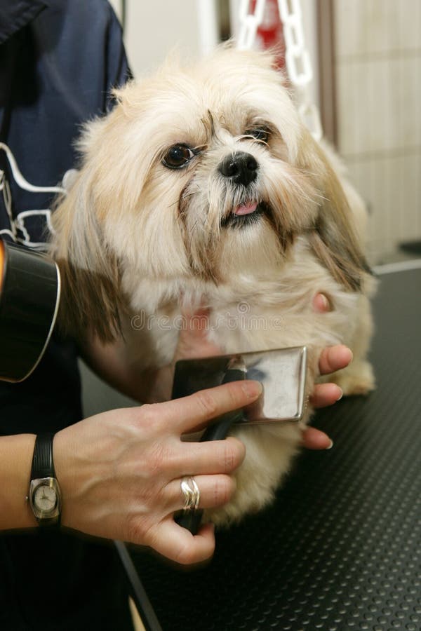 Dog grooming stock photo. Image of crafts, canine, grooming - 19057818
