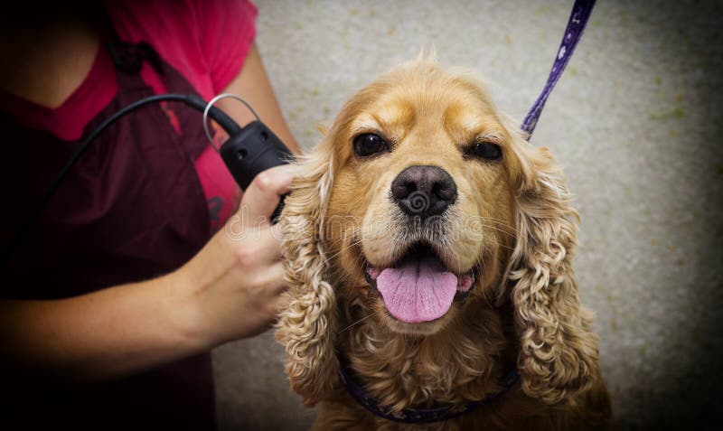 Dog on grooming stock image. Image of breed, pedigreed - 156196503