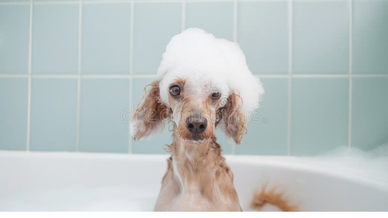 Fluffy and Adorable Poodle Taking a Bath with Soap Bubbles, Looking ...