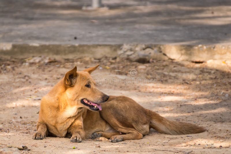 The dog on the ground stock photo. Image of outside - 173013786