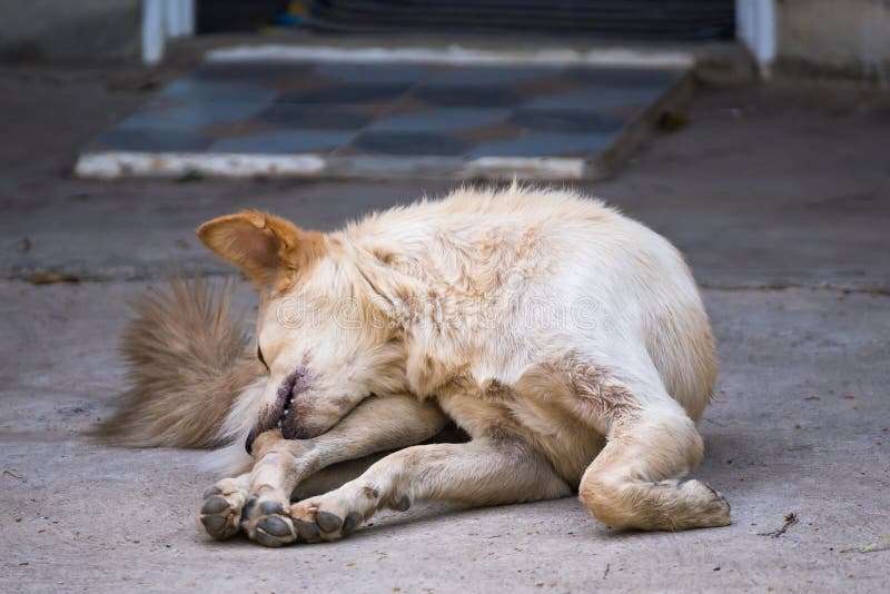 The dog on the ground stock image. Image of beautiful - 173013859