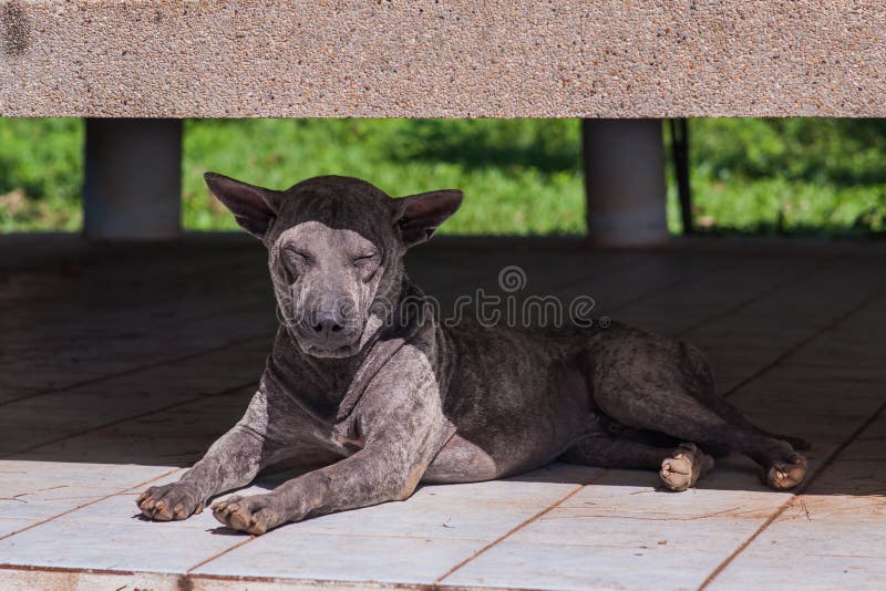 Dog on the ground. stock image. Image of purebred, pitbull - 64699143