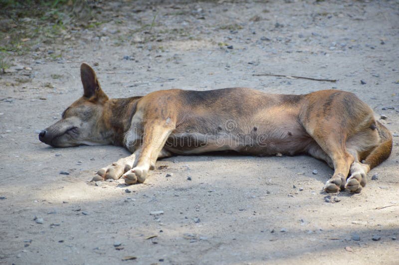 Dog on the ground stock image. Image of animal, beautiful - 311708447