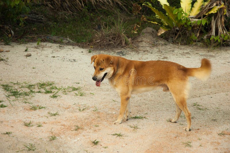 Dog on the ground stock image. Image of canine, people - 50405563