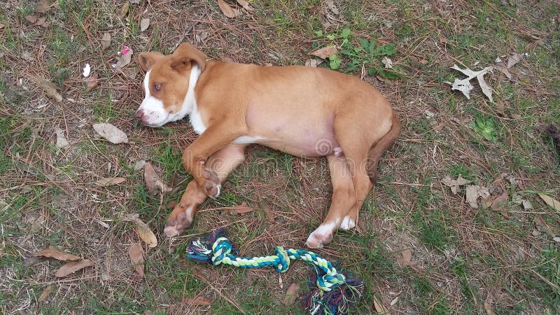 Dog on the Ground & X28;1& X29; Stock Photo - Image of ground, animal ...
