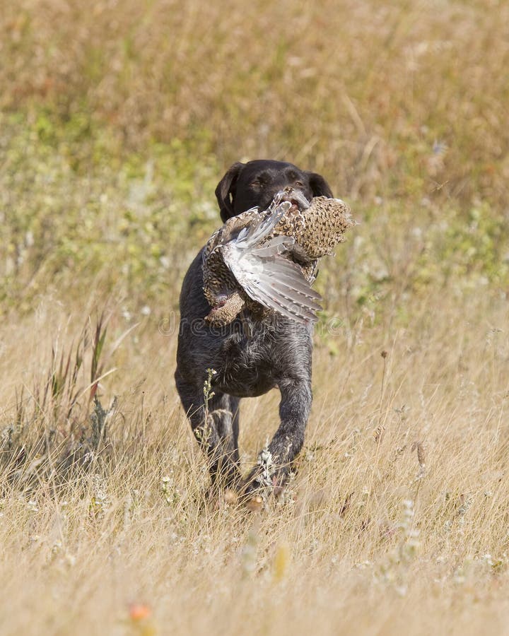 Dog with Grouse stock photo. Image of wire, german, deutsch - 26710494