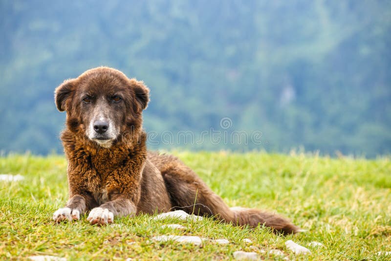 Dog guard the sheep stock photo. Image of outside, farm - 69728172