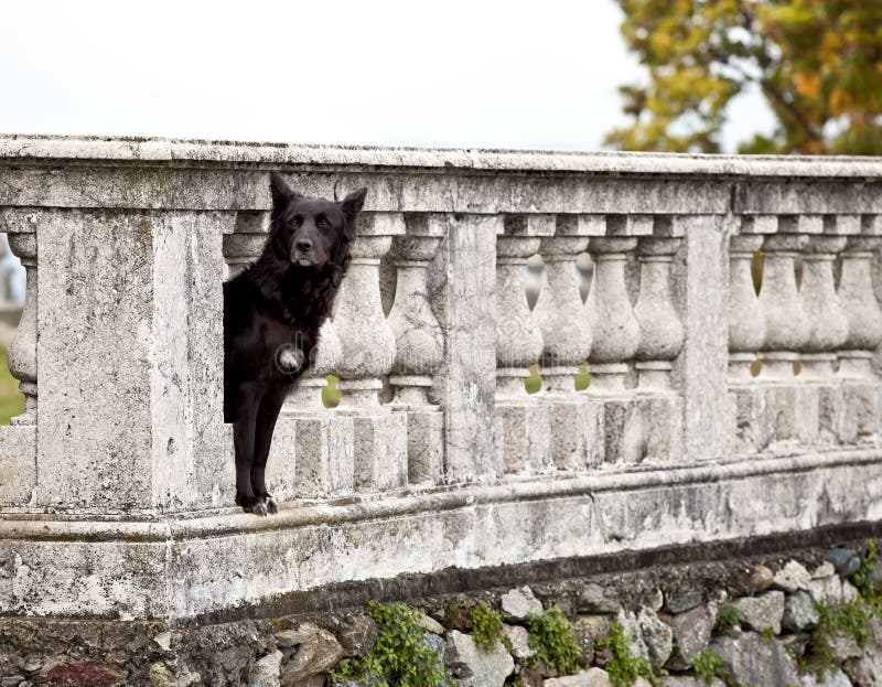 Dog Guarding Castle Property Stock Image - Image of defender, castello ...