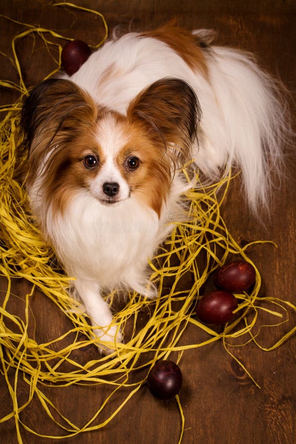 The Dog Hatches the Eggs in the Nest Stock Photo - Image of nest, eggs ...