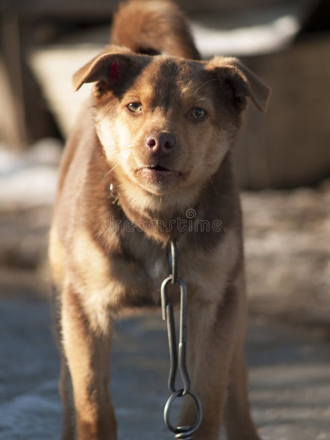Dog guards the house stock image. Image of house, grin - 147011537