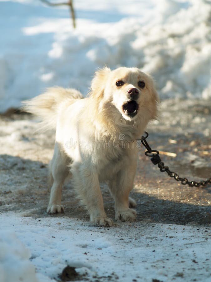 Dog guards the house stock photo. Image of look, grin - 147011576