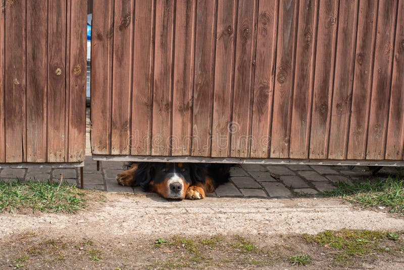 A dog guards a wooden gate stock image. Image of outside - 184875235