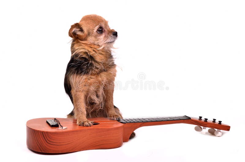 Dog with guitar stock photo. Image of brussels, guitar - 21730192