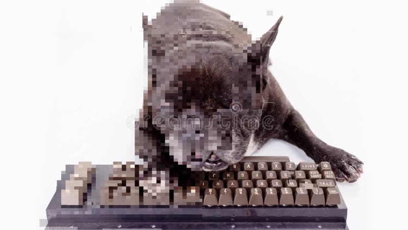 Puppy Hacker with Computer Keyboard Stock Video - Video of puppy ...