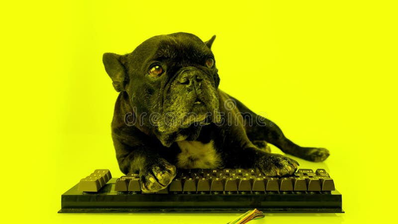 Puppy Hacker with Computer Keyboard Stock Footage - Video of keyboard ...