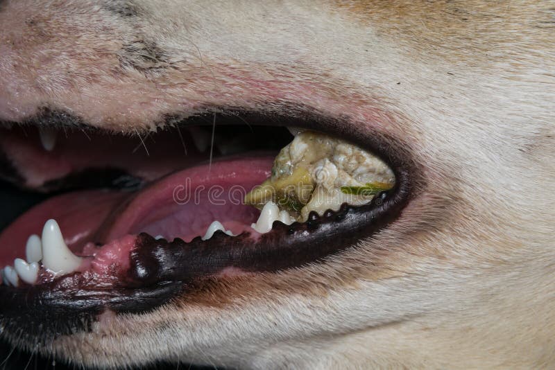 Are Bones Safe For Dogs Teeth