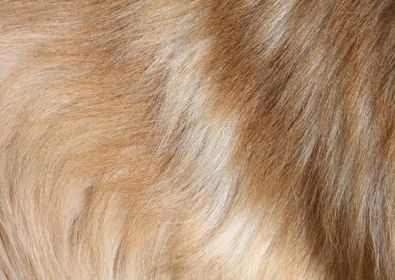 Dog hair stock photo. Image of animal, fiber, hairy, mutt - 24682036