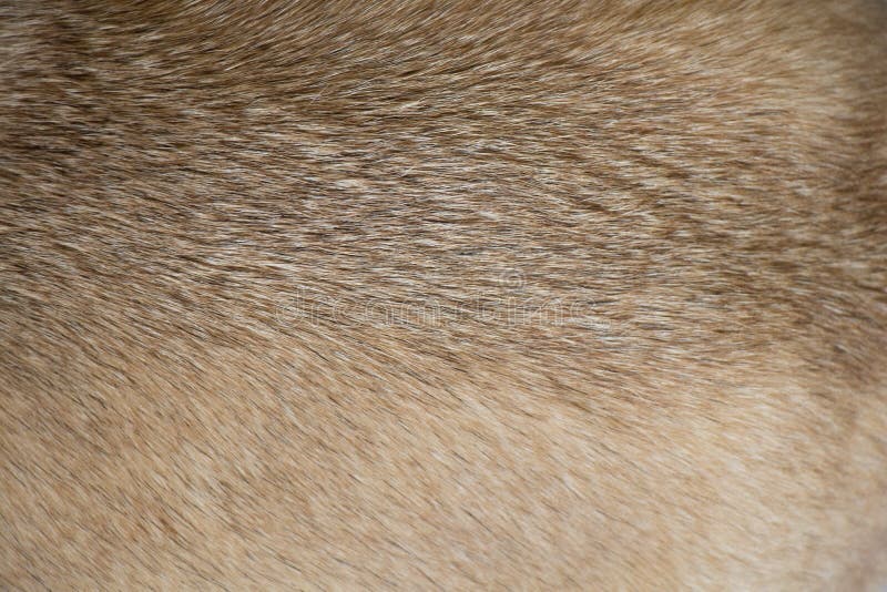 Dog Hair of a Pug`s Back Closeup As a Background Stock Photo - Image of ...