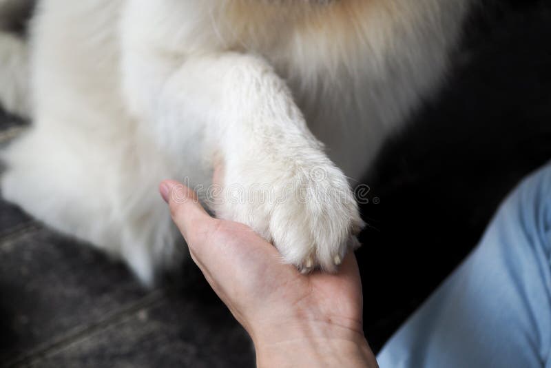 Dog Hand Shaking with Human - Friendship and Pet Training Concept Stock ...