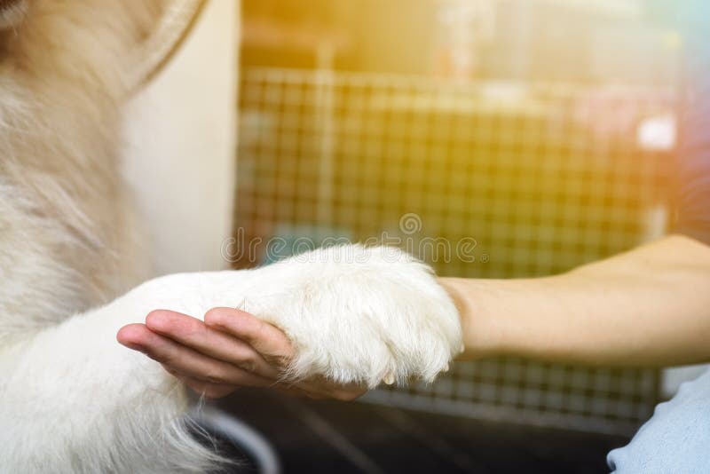 Dog Hand Shaking with Human - Friendship and Pet Training Concept ...