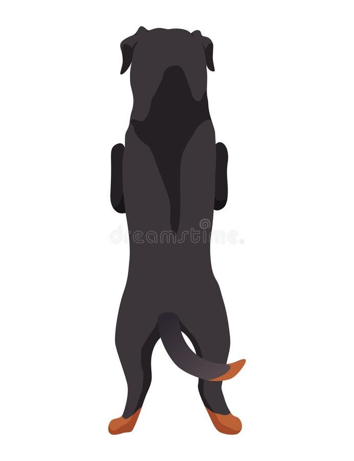 Dog Hanging on Border. Full Body Back View Stock Illustration ...