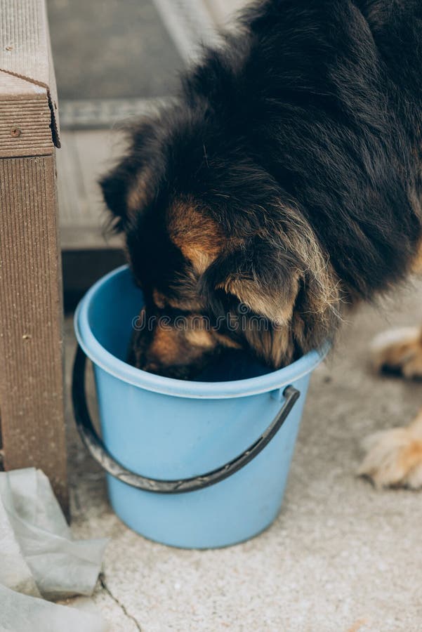 A Dog is Happily Drinking Refreshing Water from a Blue Bucket Stock ...