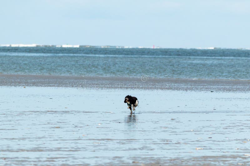 Dog Happily Hops on the Beach Stock Photo - Image of biddable ...