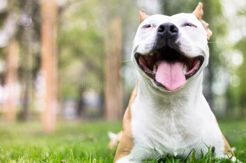 Dog happiness stock photo. Image of horizontal, domestic - 91198084