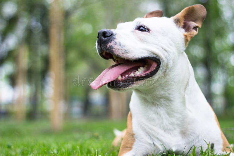 Dog happiness stock image. Image of adult, cheerful, emotion - 91197837