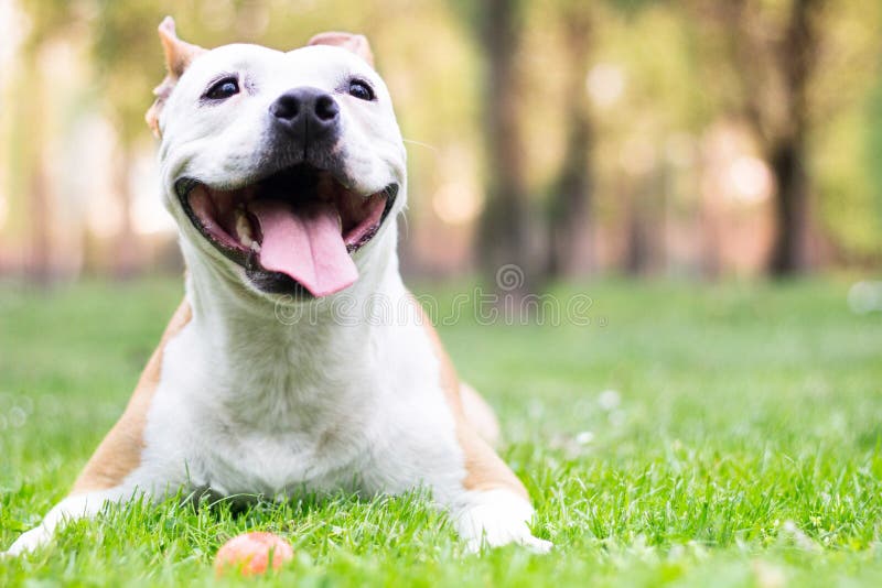 Dog happiness stock photo. Image of female, ball, domestic - 91198460