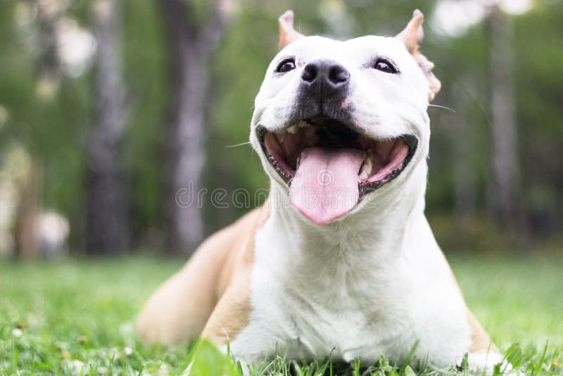 Dog happiness stock image. Image of adult, cheerful, emotion - 91197837