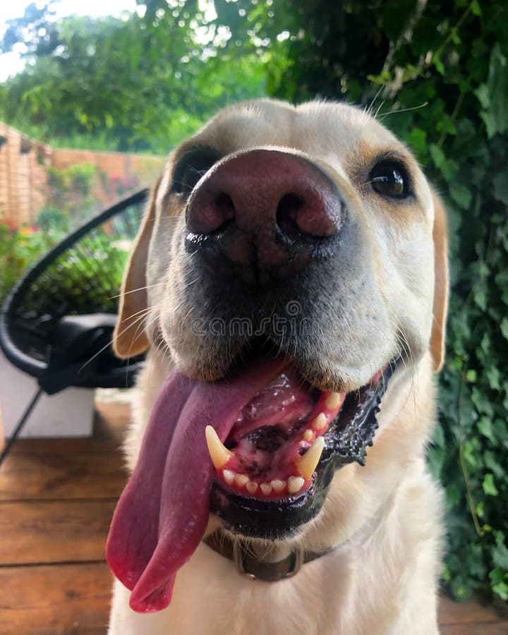 The dog stock photo. Image of yellowlab, happy, labrador - 233554526