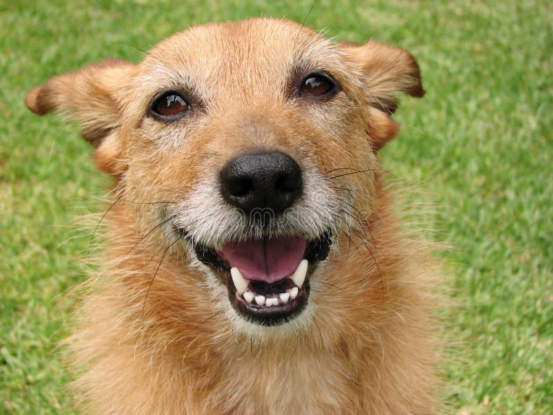 Dog with a happy smile stock photo. Image of scruffy - 17905640