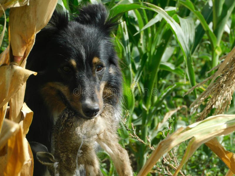 Dog with hare in mouth stock image. Image of hunting - 208515577