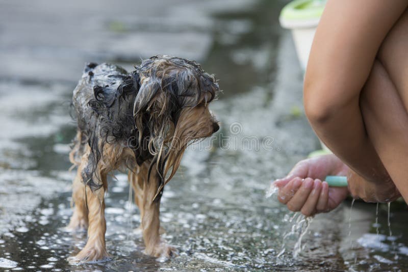 A Dog that Has Been Bathing Stock Photo - Image of bathing, abstract ...