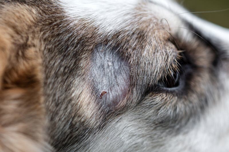 Dog Has a Demodex Mite Infestation on the Head Stock Photo - Image of ...