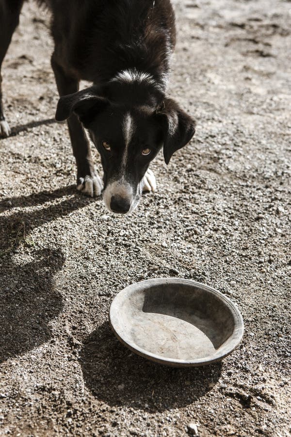 Sad Dog With Empty Food Bowl Stock Image - Image of small, canine: 28733225
