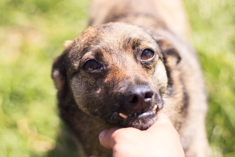 The Dog Has An Incorrect Bite. The Human Hand Is Stroking. Shallow ...