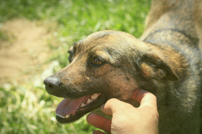 The Dog Has an Incorrect Bite. the Human Hand is Stroking Stock Image ...