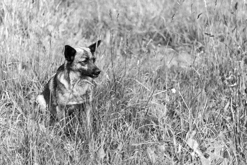 The Dog Has an Incorrect Bite. the Human Hand is Stroking Stock Image ...