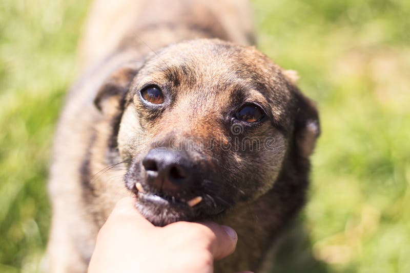 The Dog Has an Incorrect Bite. the Human Hand is Stroking. Shallow ...