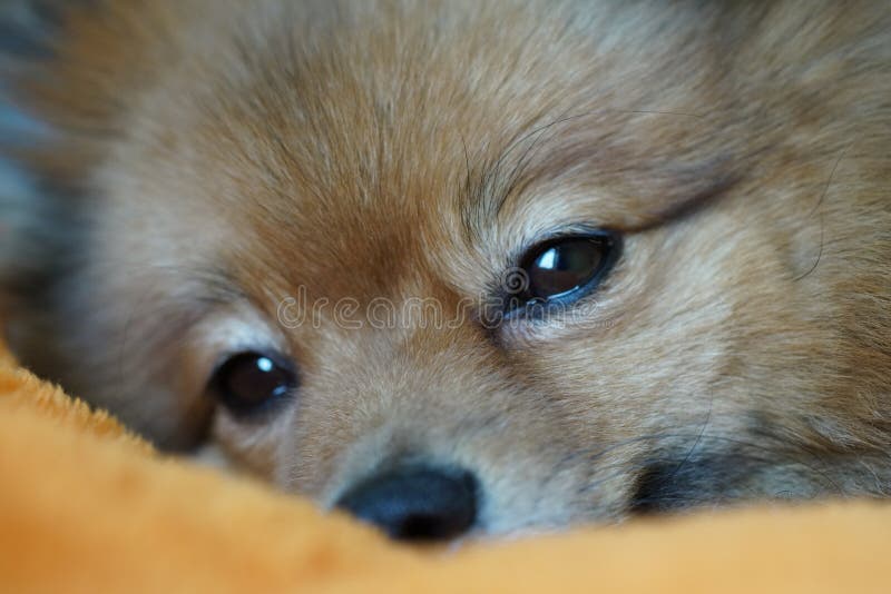 Dog Has Rest Falls Asleep German Spitz Stock Photos - Free & Royalty ...