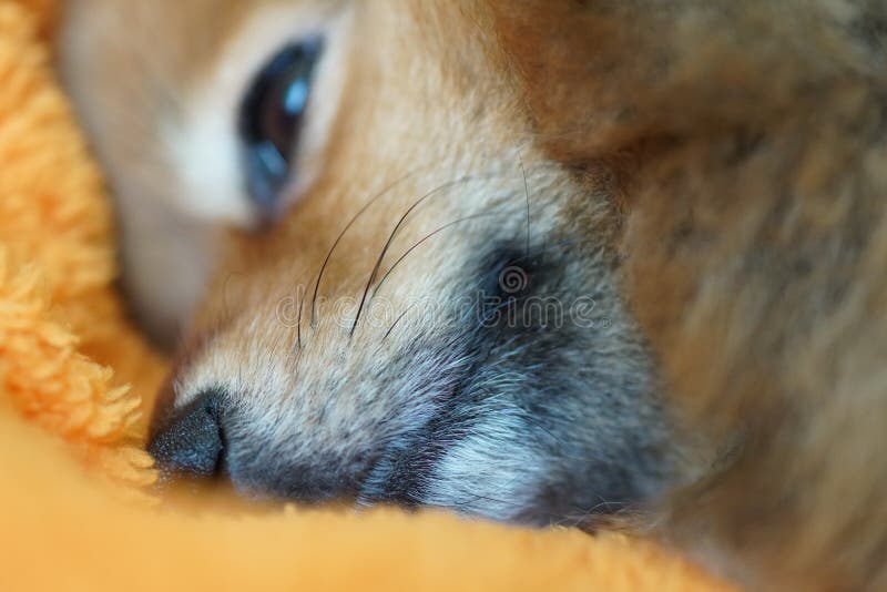 Dog Has a Rest and Falls Asleep, German Spitz Stock Image - Image of ...
