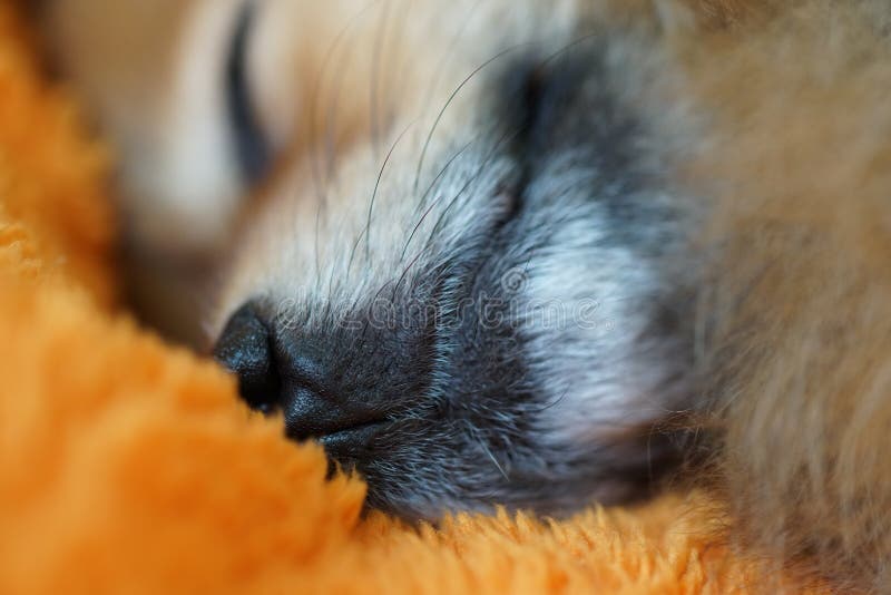 Dog Has a Rest and Falls Asleep, German Spitz Stock Photo - Image of ...