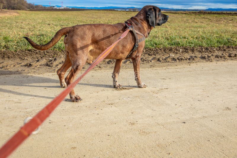 Dog Has Spotted Something during a Walk Stock Image - Image of ...