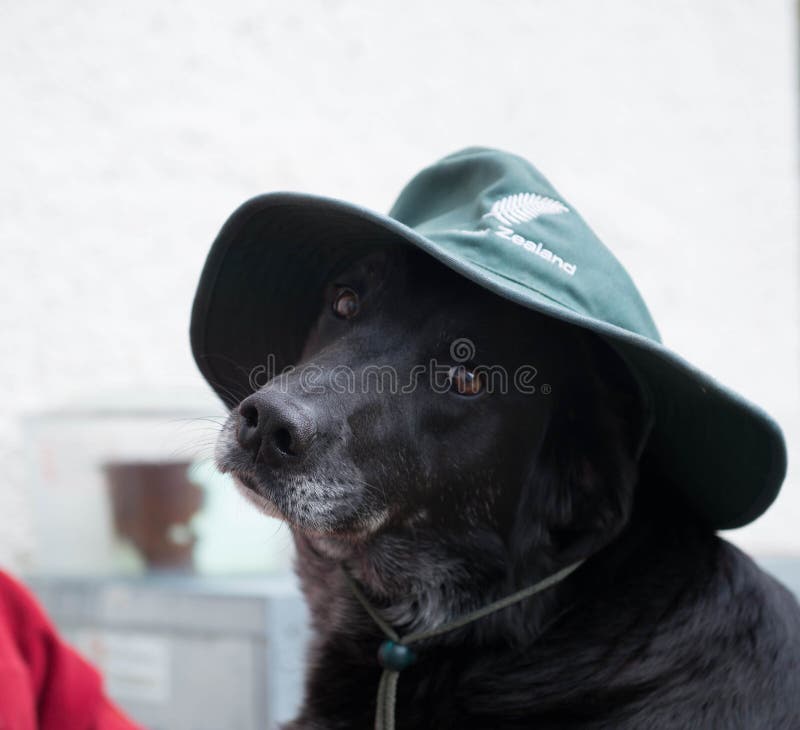 Dog with a hat stock photo. Image of brown, green, quiet - 184255712